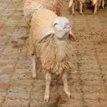 Curación de ovellas: tratamento e prevención, signos e variedades da enfermidade 6395_2