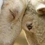Koyun kür: tedavi ve önleme, hastalıkların işaretleri ve çeşitleri 6395_4