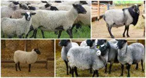 Опис и карактеристике пасмине овчје Романовскои, узгој и храњење