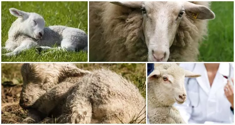 Traitement du mouton de durcissement