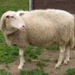 Curación de ovellas: tratamento e prevención, signos e variedades da enfermidade 6395_9