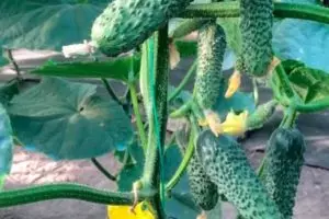 Описание на оценката на краставиците Лукар, растящи и грижи