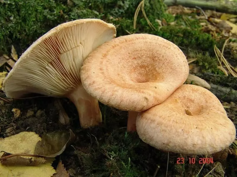 Mushrooms Waveushki