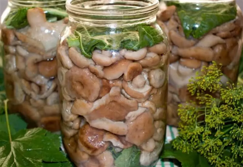 Marinated mushrooms volzoshki