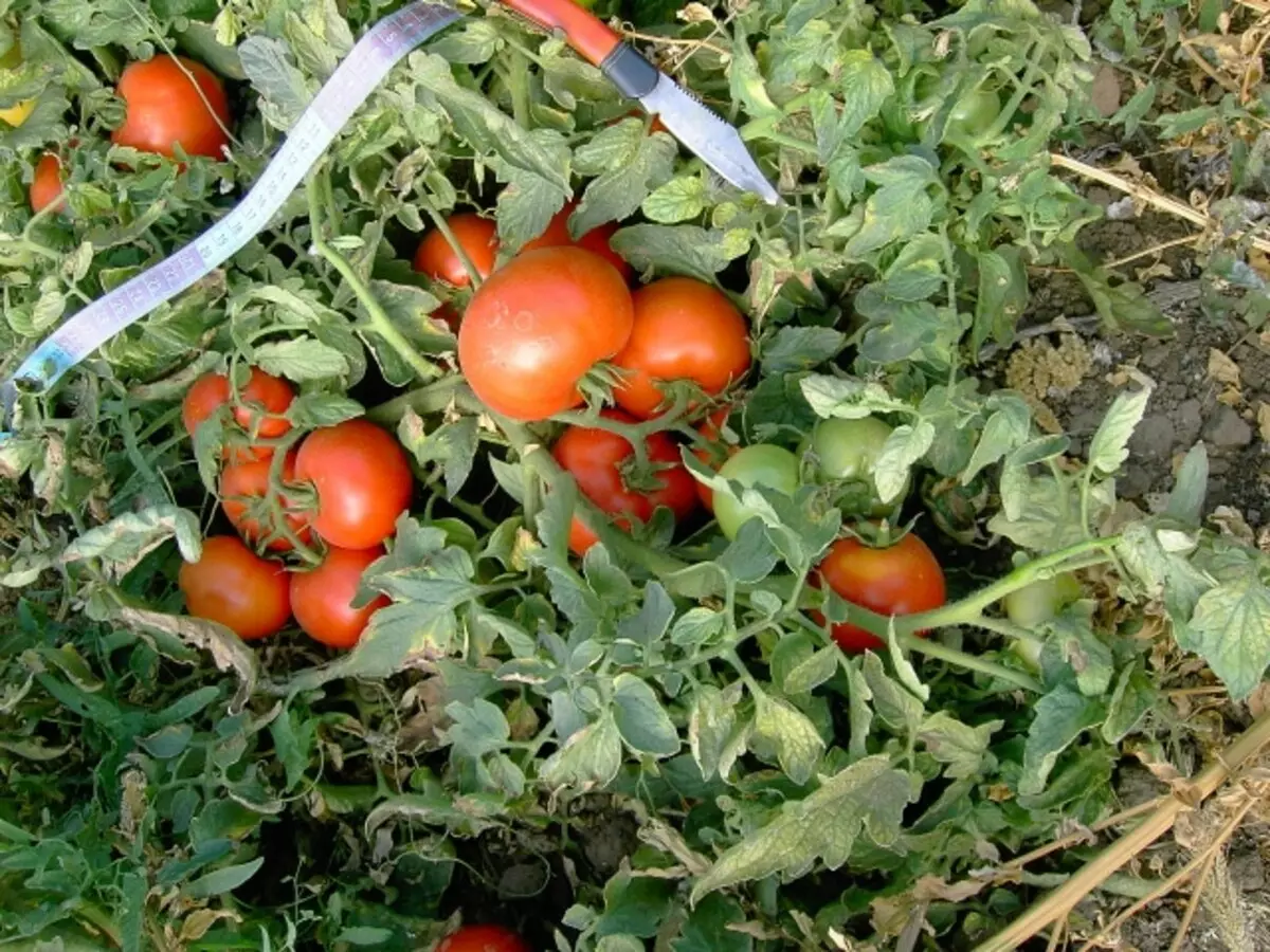 Tatan tomate arbustos.