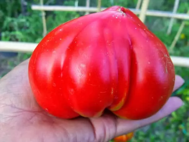 Coração de tomate exterior