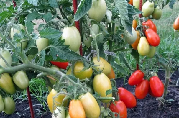 Arbustos de tomate claus
