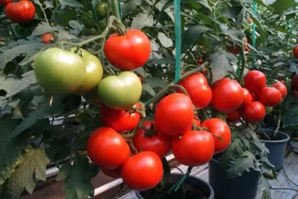 Arbustos de tomate mangusto f1