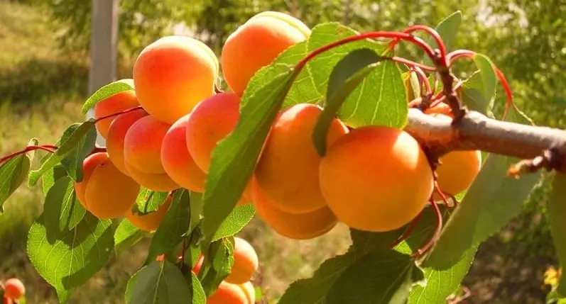 Apricot Melitopolsky