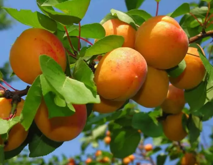 Apricot Melicopolsky