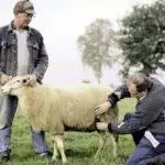 Eccake Sheep：自宅での発射と乱流プロセス数 6408_11