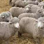 Eccake Sheep：自宅での発射と乱流プロセス数 6408_12