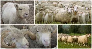 Berapa tahun rata-rata domba hidup di rumah dan di alam liar