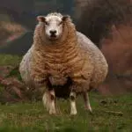 Eccake Sheep：自宅での発射と乱流プロセス数 6408_5