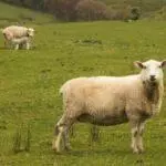 Eccake Sheep：自宅での発射と乱流プロセス数 6408_6