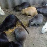 Cubs Nutria: ວິທີການຖືພາການຖືພາມີເວລາຫຼາຍປານໃດແລະຈໍານວນຂອງ puppies, ວິທີການຈັບຄູ່ 6412_7