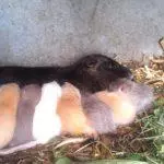 Cubs Nutria: Hoefolle swangerskip duorret en it oantal puppies, hoe te pearen 6412_8