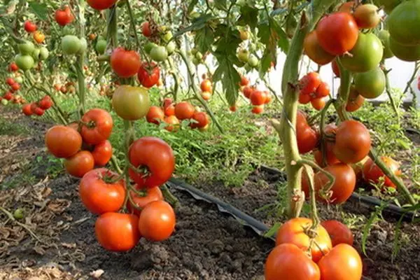 Groeiende tomaten