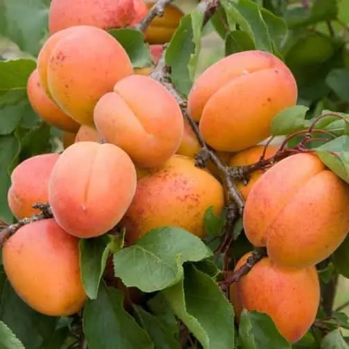 Tantely apricot