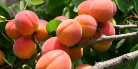 Apricot Hunneg