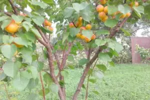Description of the variety of apricots of New Jersey, characteristic of the yield and why barking