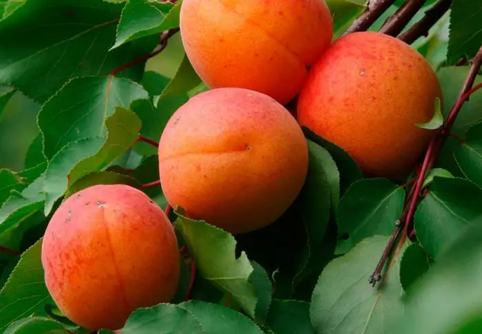 Tantely apricot