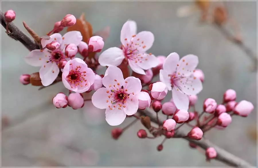 Blooming apricot
