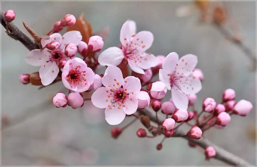 Blomstrende abrikoT.