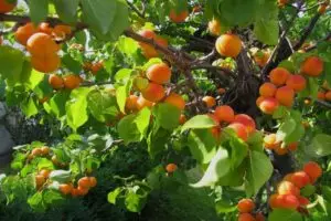 Značilnosti adricos sords Snakele, opis plodov in naraščajočih pravil