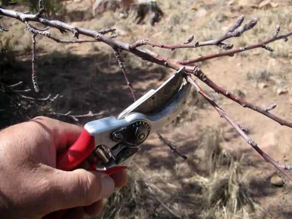 Pruning apricots