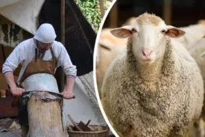 Топ-4 способи вичинки овечої шкури в домашніх умовах і інструкція