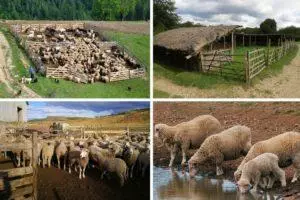 Գլխերի տեսակներն ու նկարները ոչխարների համար, ինչպես կատարել իրենց ձեռքերով տանը