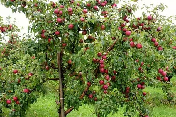 Bir ağaçta elma ağaçları
