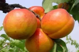 Description of the variety of apricots Goldrich and the peculiarities of growing