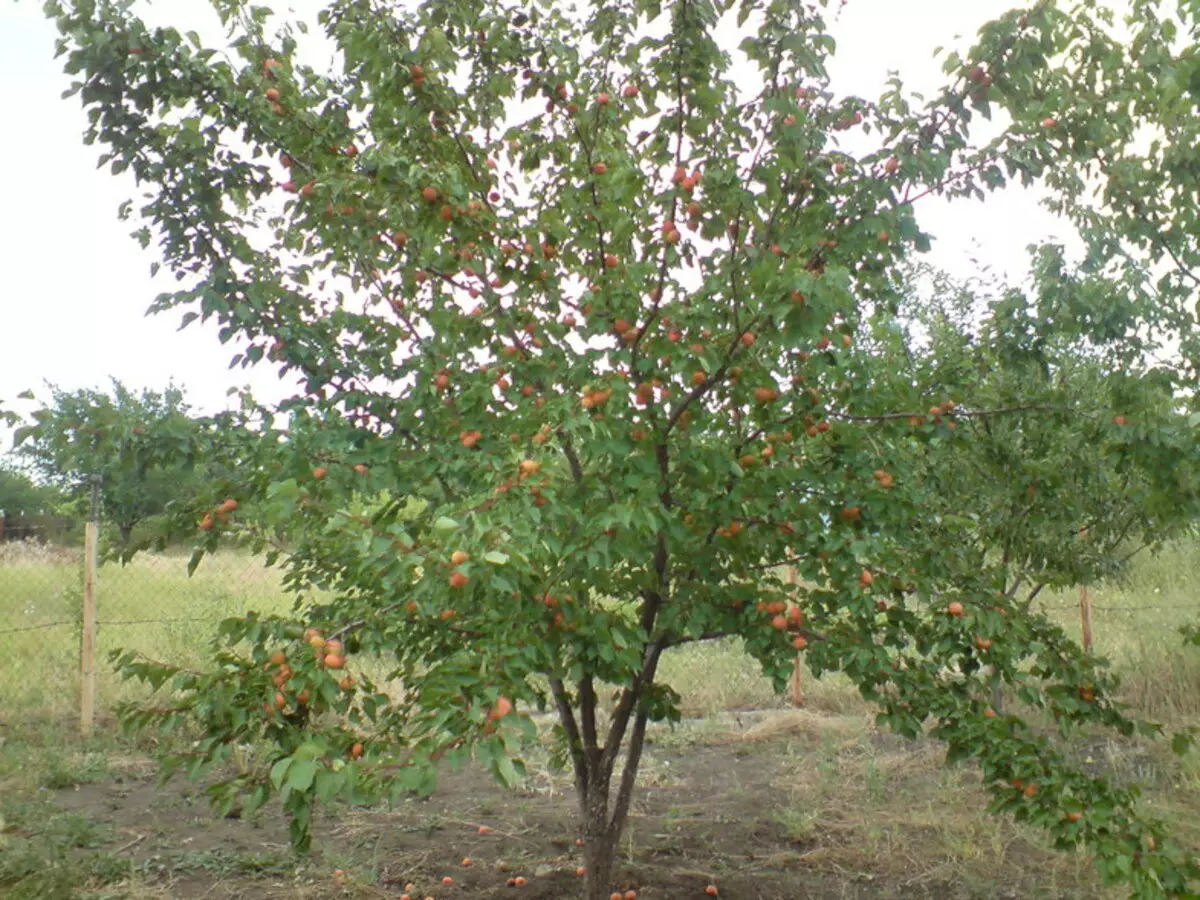 Árbore de albaricoque