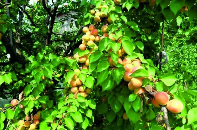 Crann Apricot