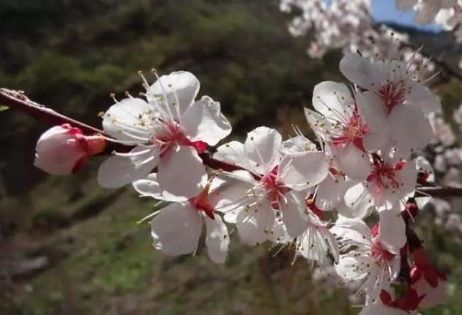 Aibreoga blooming