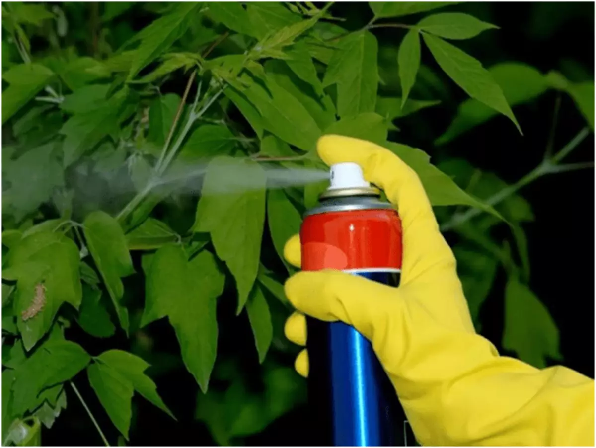 Pag-spray ng mga bushes