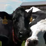 Necrobacterioza animalelor: cauze și simptome, tratamentul bovinelor și prevenirii 6432_10