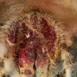 Necrobacteriosi animale: cause e sintomi, trattamento di bovini e prevenzione 6432_3