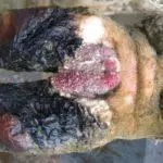 Некробактериоз тварин: причини і симптоми, лікування великої рогатої худоби та профілактика 6432_4
