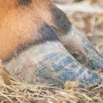 Некробактериоз тварин: причини і симптоми, лікування великої рогатої худоби та профілактика 6432_9