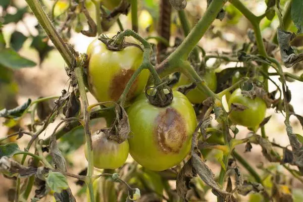 Fungicider för tomater: bruksanvisningar, verkningsmekanism, urvalskriterier 6437_8