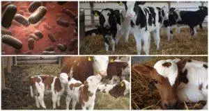 Sintomi e trattamento della salmonellosi nei vitelli, istruzioni per l'uso del siero