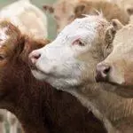 Rabbing Bestiame: quali sintomi e segni, schema di trattamento e vaccinazione 6444_3