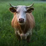 Rabbing Sığır: Hangi belirtiler ve işaretler, tedavi ve aşılama şeması 6444_9
