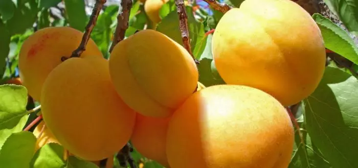 Apricot இனிப்பு