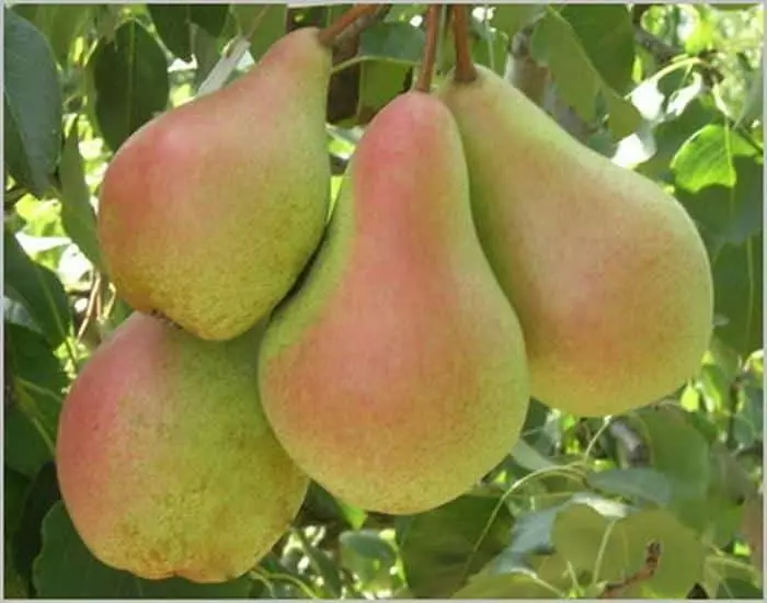 Pear Forest Beauty