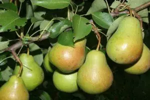 羅格登達各種各樣的梨的描述和特徵，生長的特點
