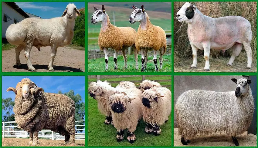 بھیڑ گوشت کی نسل: بہترین نام اور ان کی خصوصیات، سب سے بڑی اقسام
